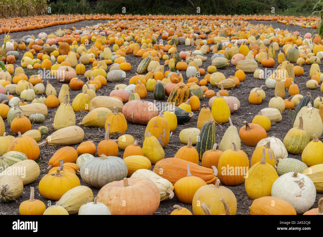 Pumpkin Maze in Farmer's Market Stock Photo - Alamy