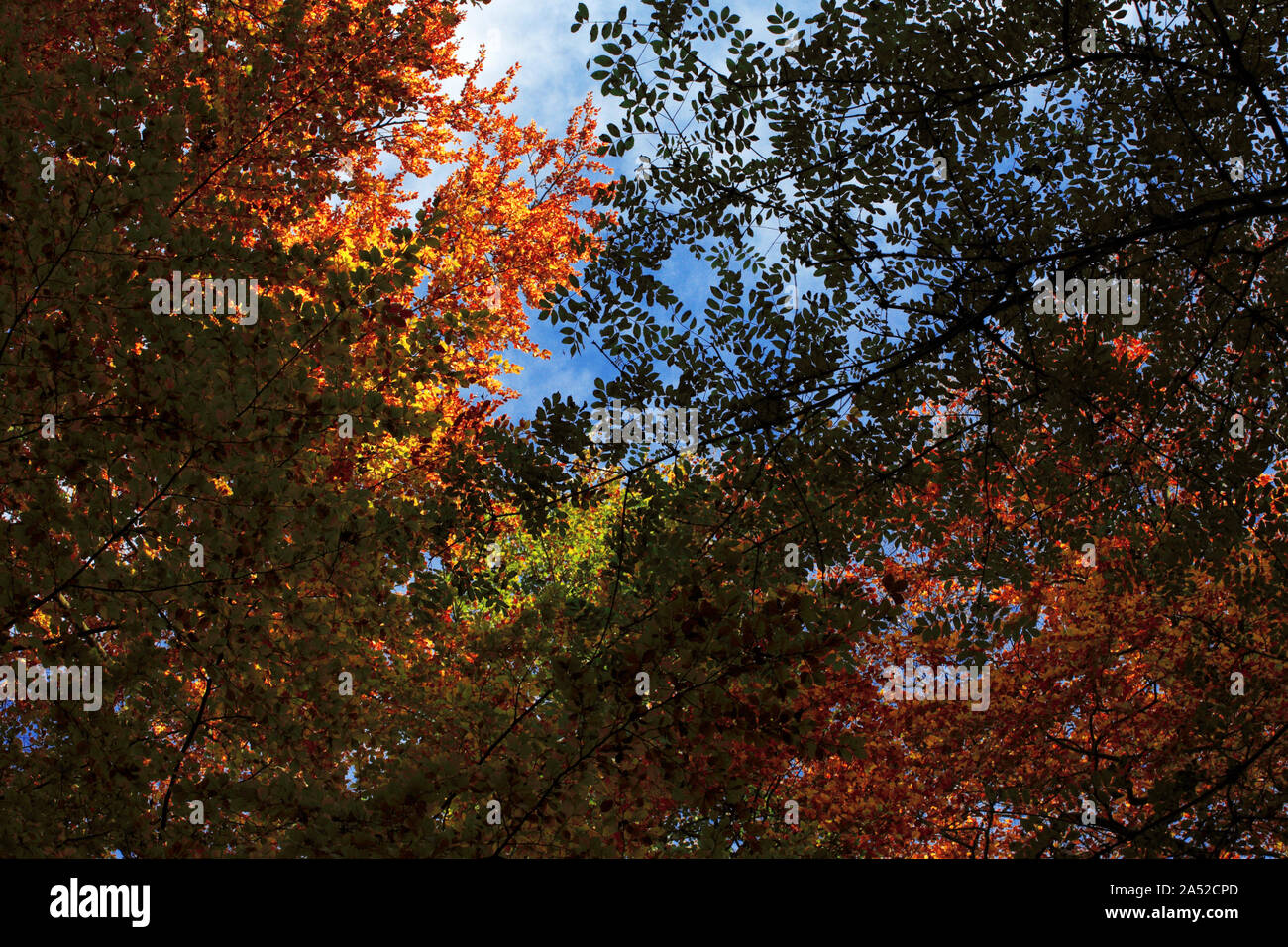 Detail of spectacular Autumn colour: beech trees on Selborne Common ...