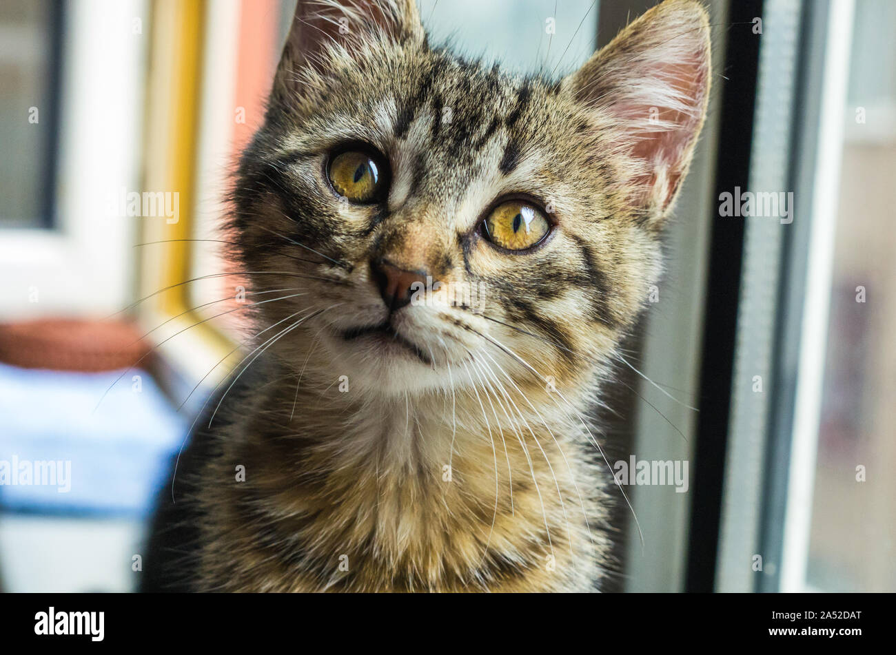 Portrait of a pretty tabby cat with big beautiful yellow eyes Stock ...
