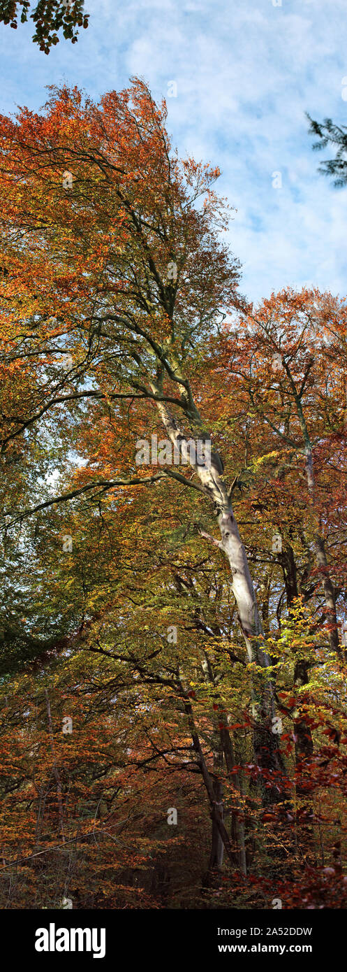 Selborne common hampshire hi-res stock photography and images - Alamy
