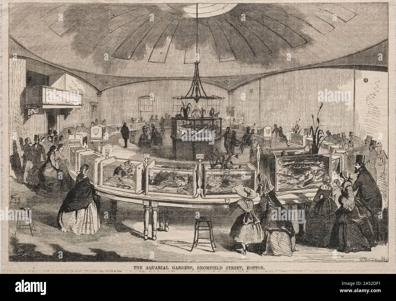 The Aquarial Gardens, Bromfield Street, Boston, 1859 Stock Photo - Alamy