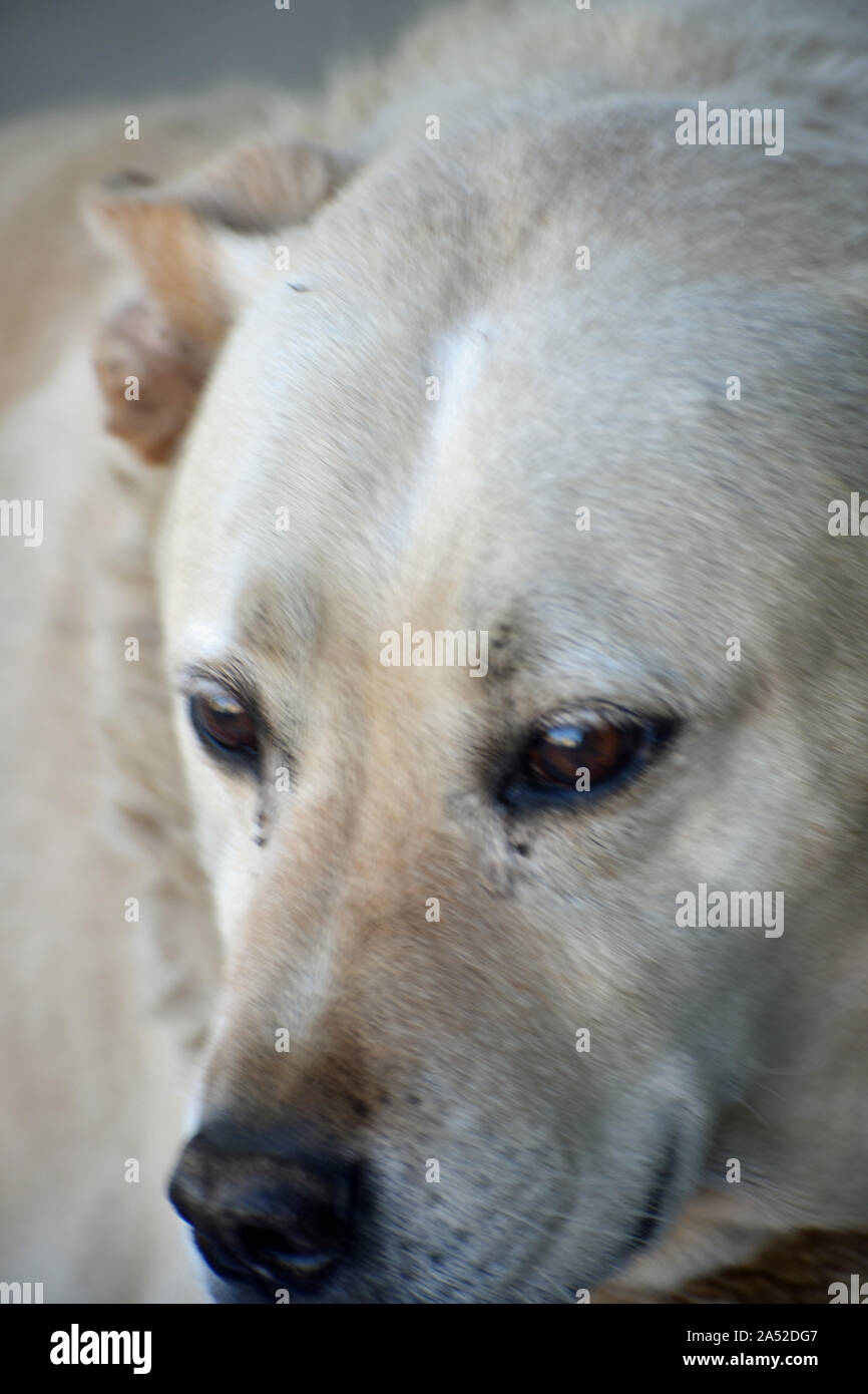 Brown lab gold retriever hi-res stock photography and images - Alamy