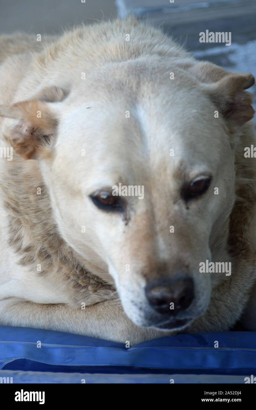 Brown lab gold retriever hi-res stock photography and images - Alamy