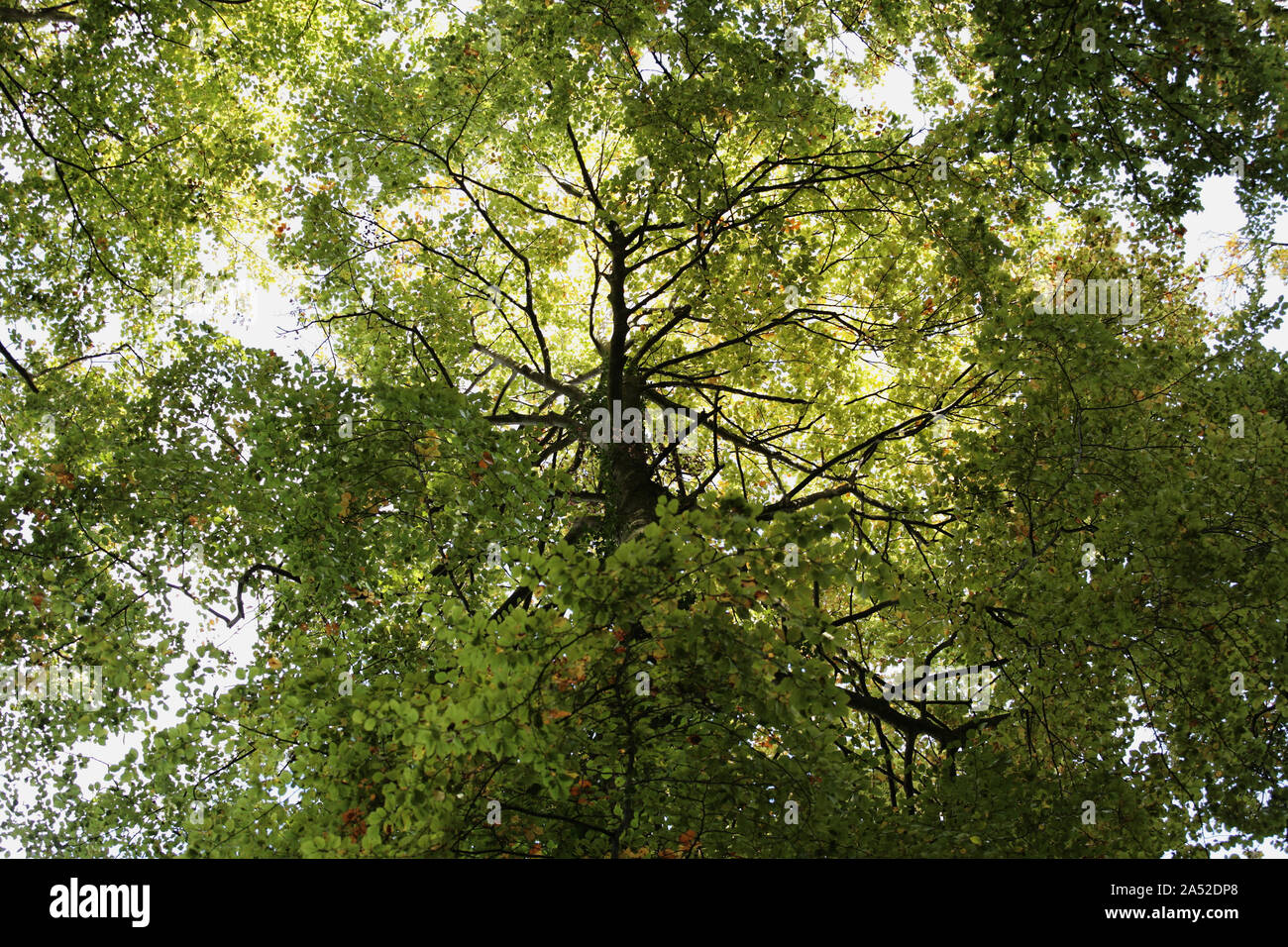 Looking upwards at a beech tree on Selborne Common, Hampshire, UK Stock ...