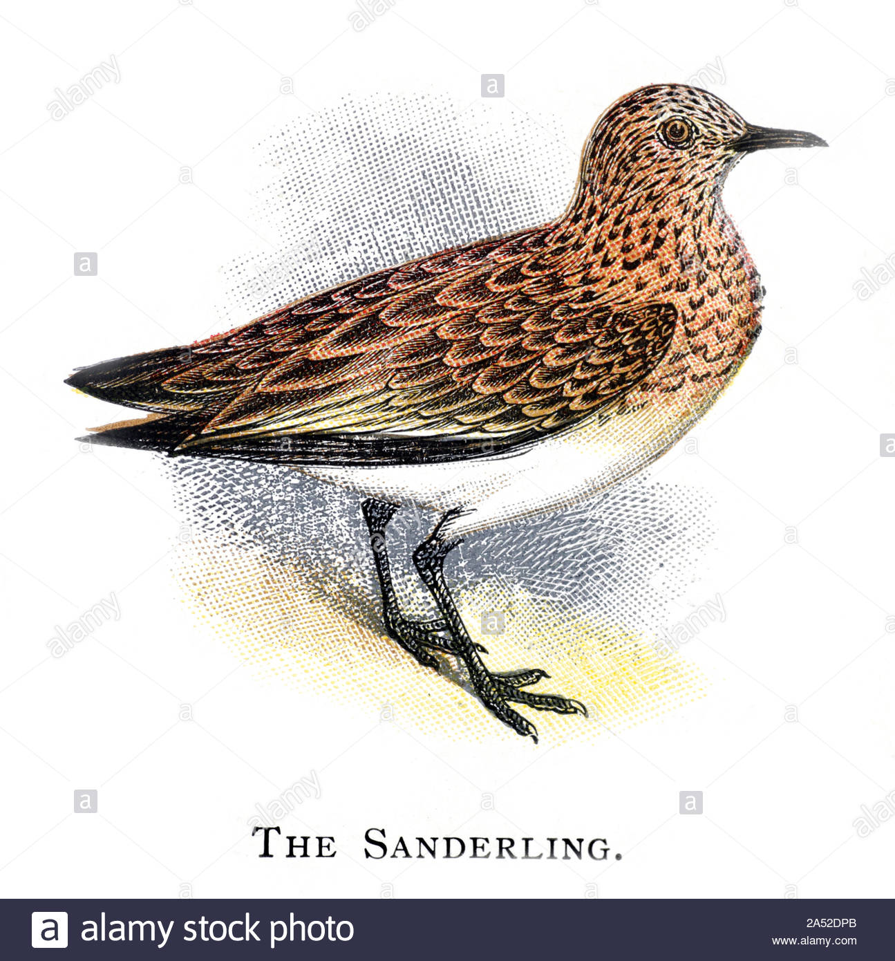 Sanderling drawing hi-res stock photography and images - Alamy