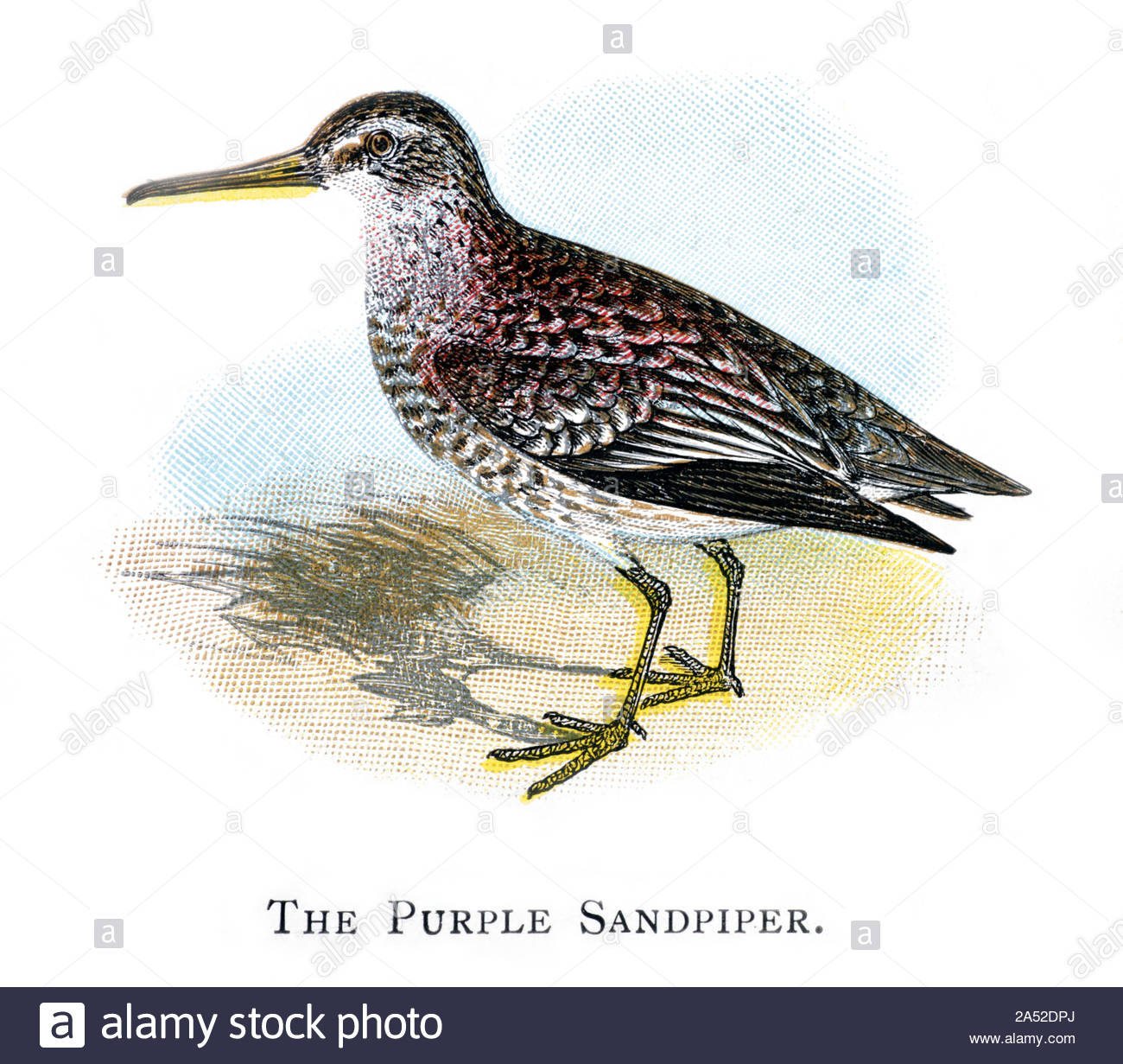 Purple Sandpiper (Calidris maritima), vintage illustration published in ...