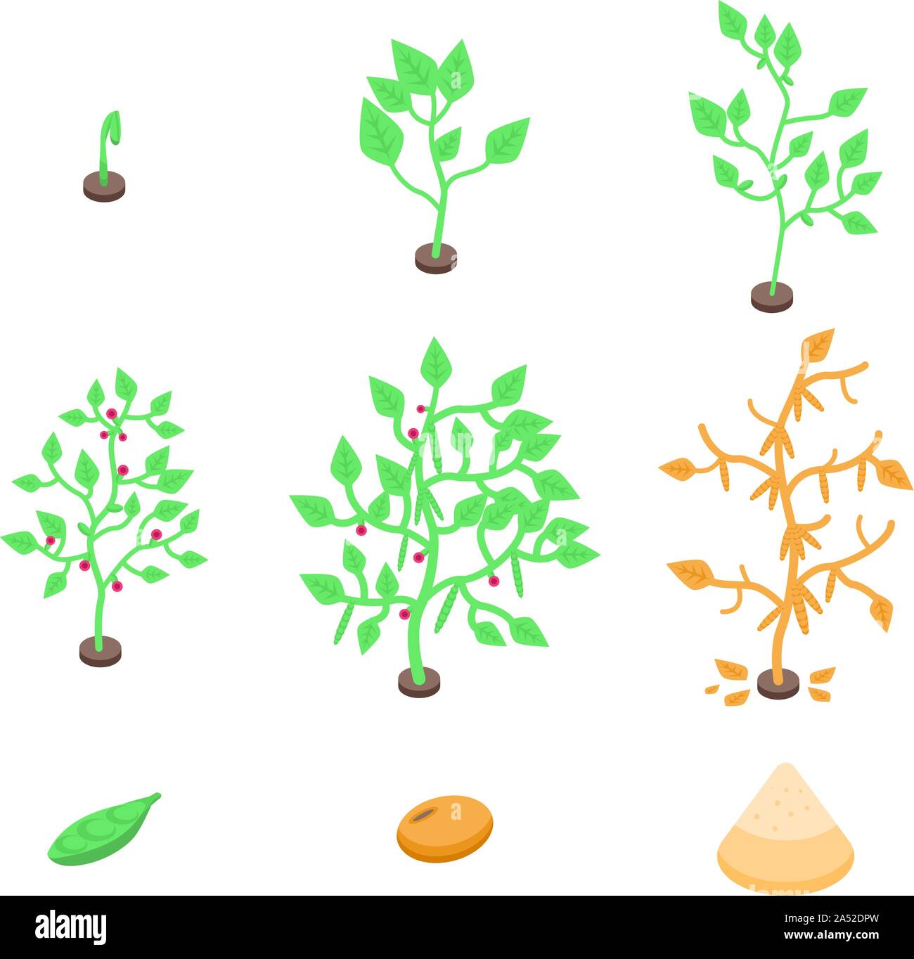 Soybean icons set, isometric style Stock Vector Image & Art - Alamy