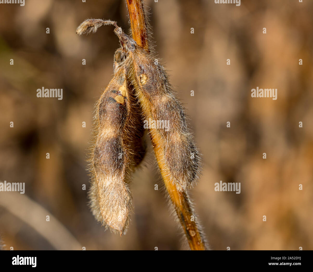 Mature golden soybean plants hi-res stock photography and images - Alamy