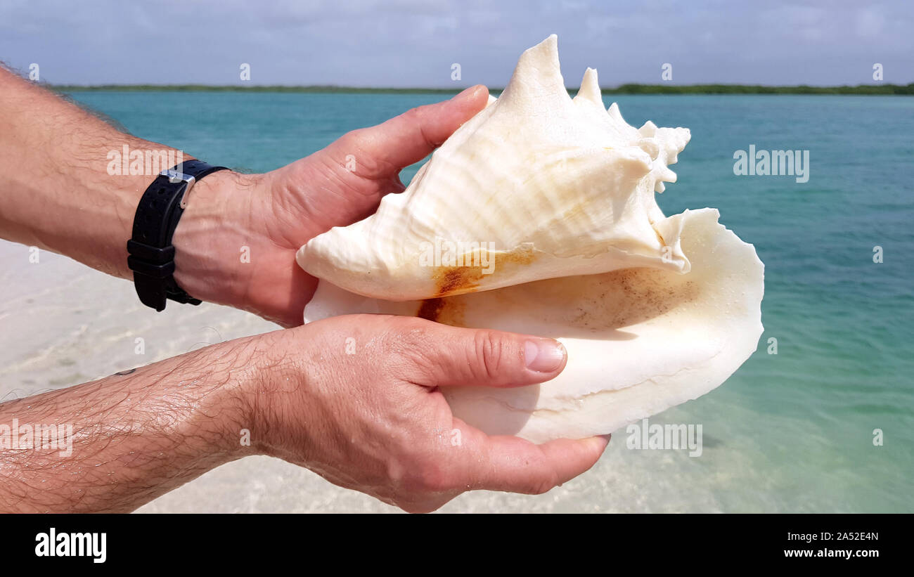 Hands holding beatiful shell on the beach of Bonaire Stock Photo - Alamy