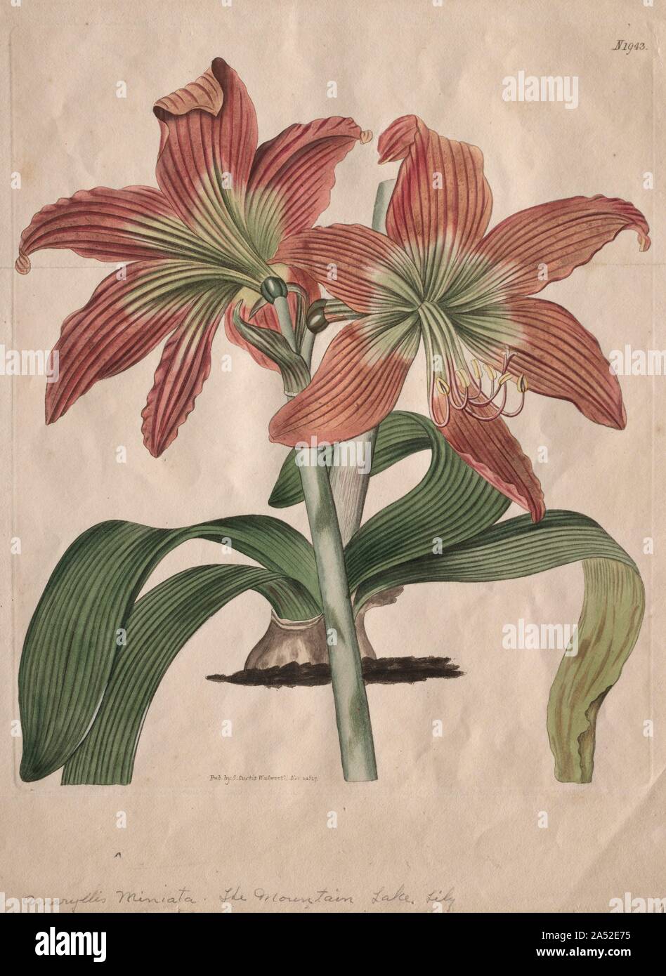 Magazine lily hi-res stock photography and images - Alamy