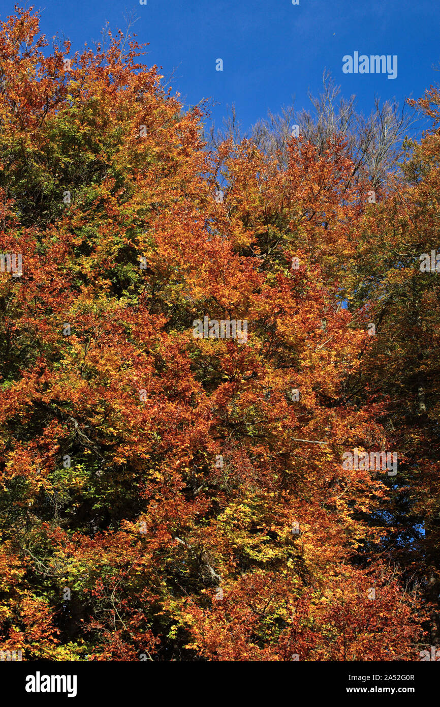 Glowing Autumn colour: beech trees in Short Lythe, Selborne, Hampshire ...
