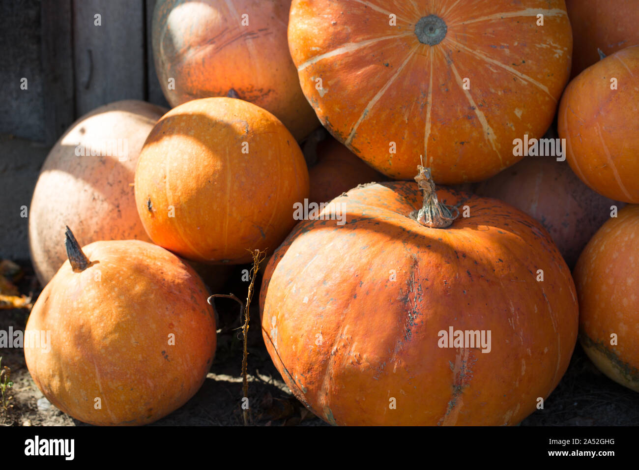 Different size pumpkins hi-res stock photography and images - Alamy