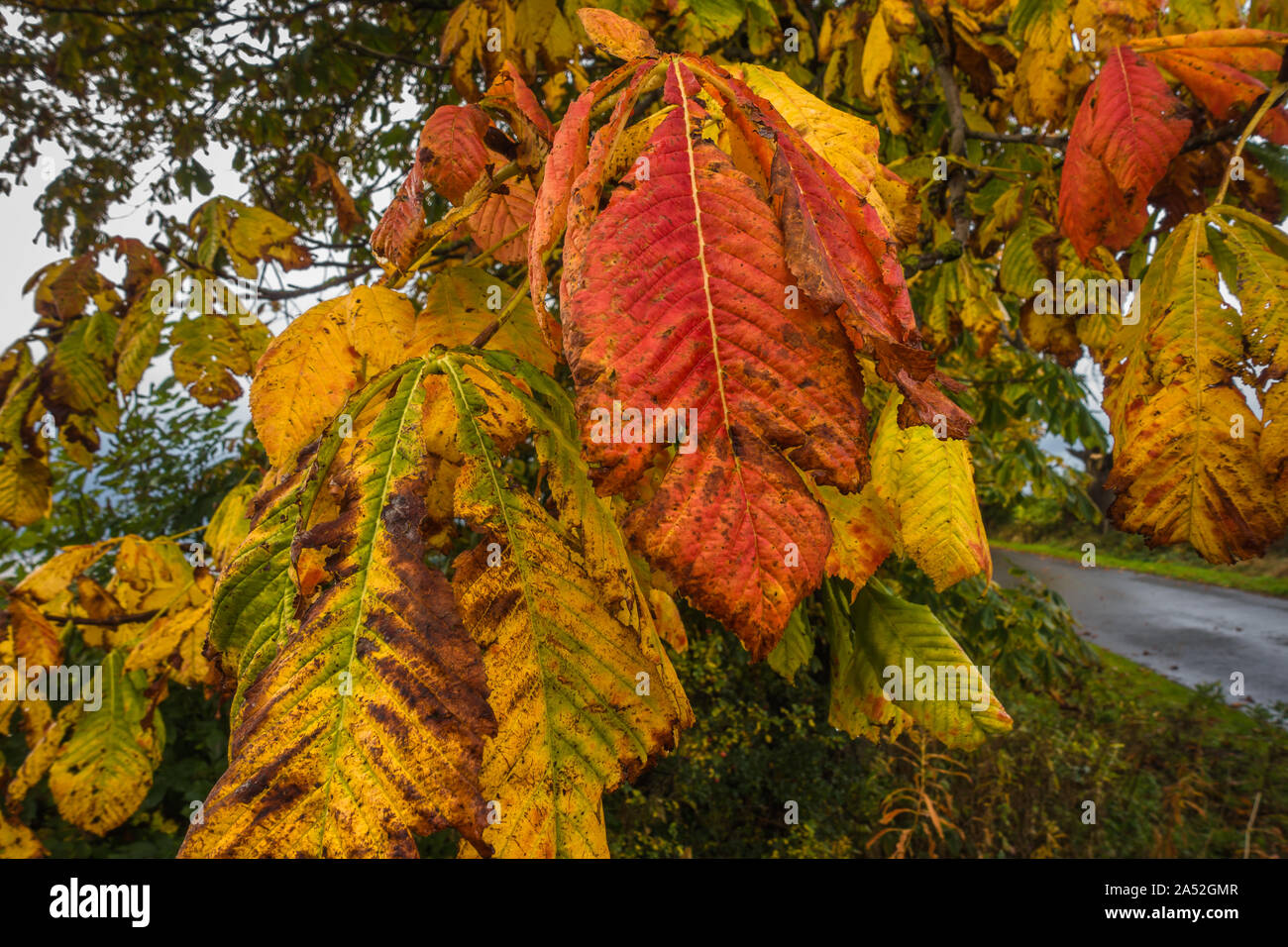 Horse Chestnut (Aesculus hippocastanum) in autumn colours at Ashfield ...