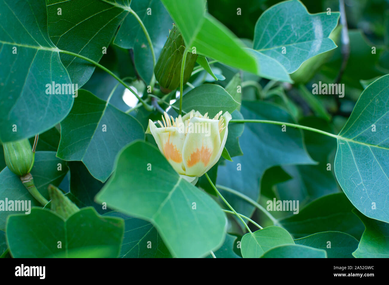 Upright tulip tree hi-res stock photography and images - Alamy