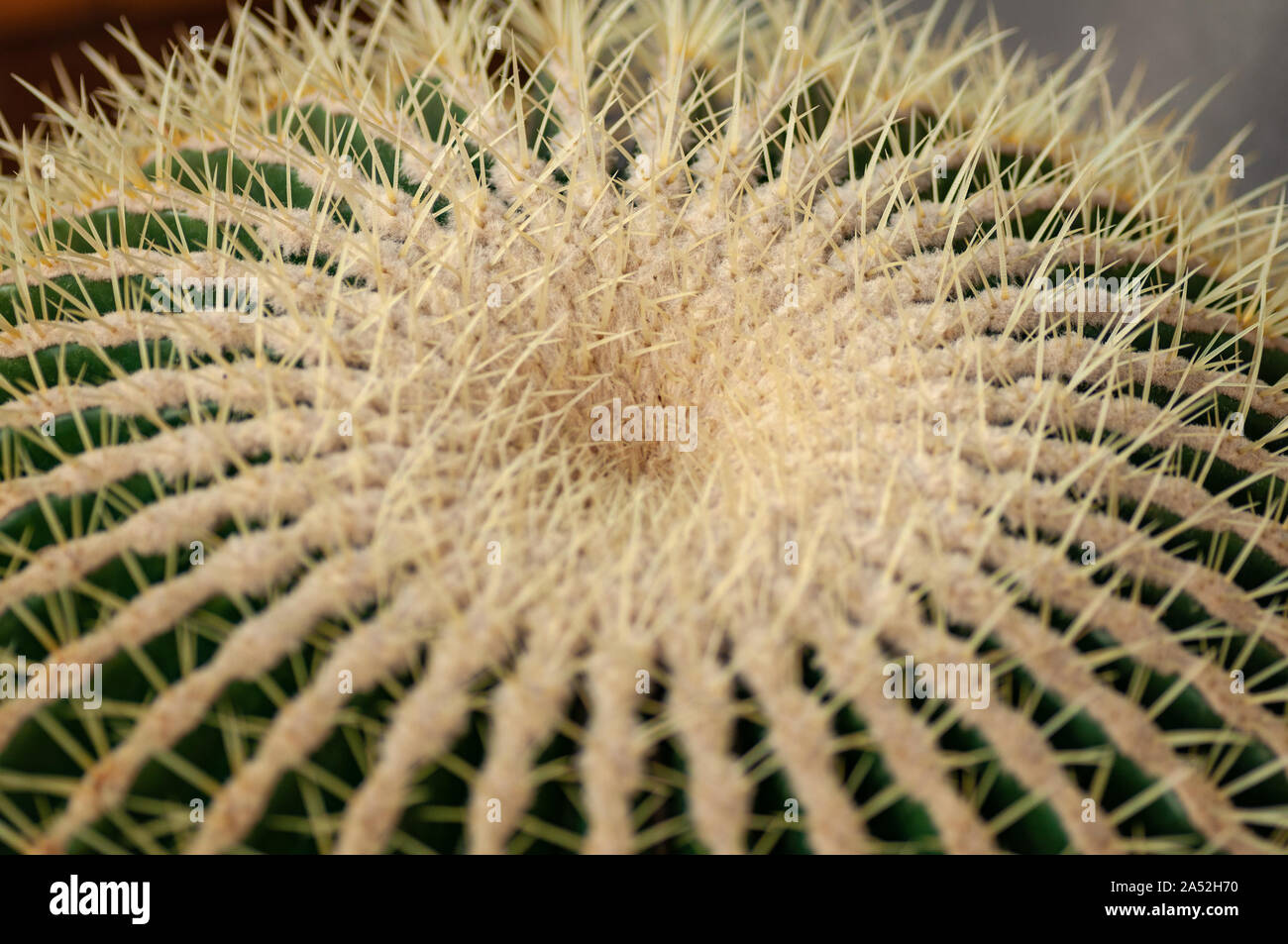Large round cactus covered with long yellow thorns. Close-up top view ...