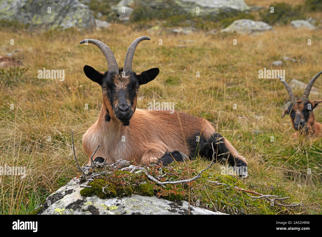 Goat in the mountains in South Tyrol Stock Photo - Alamy