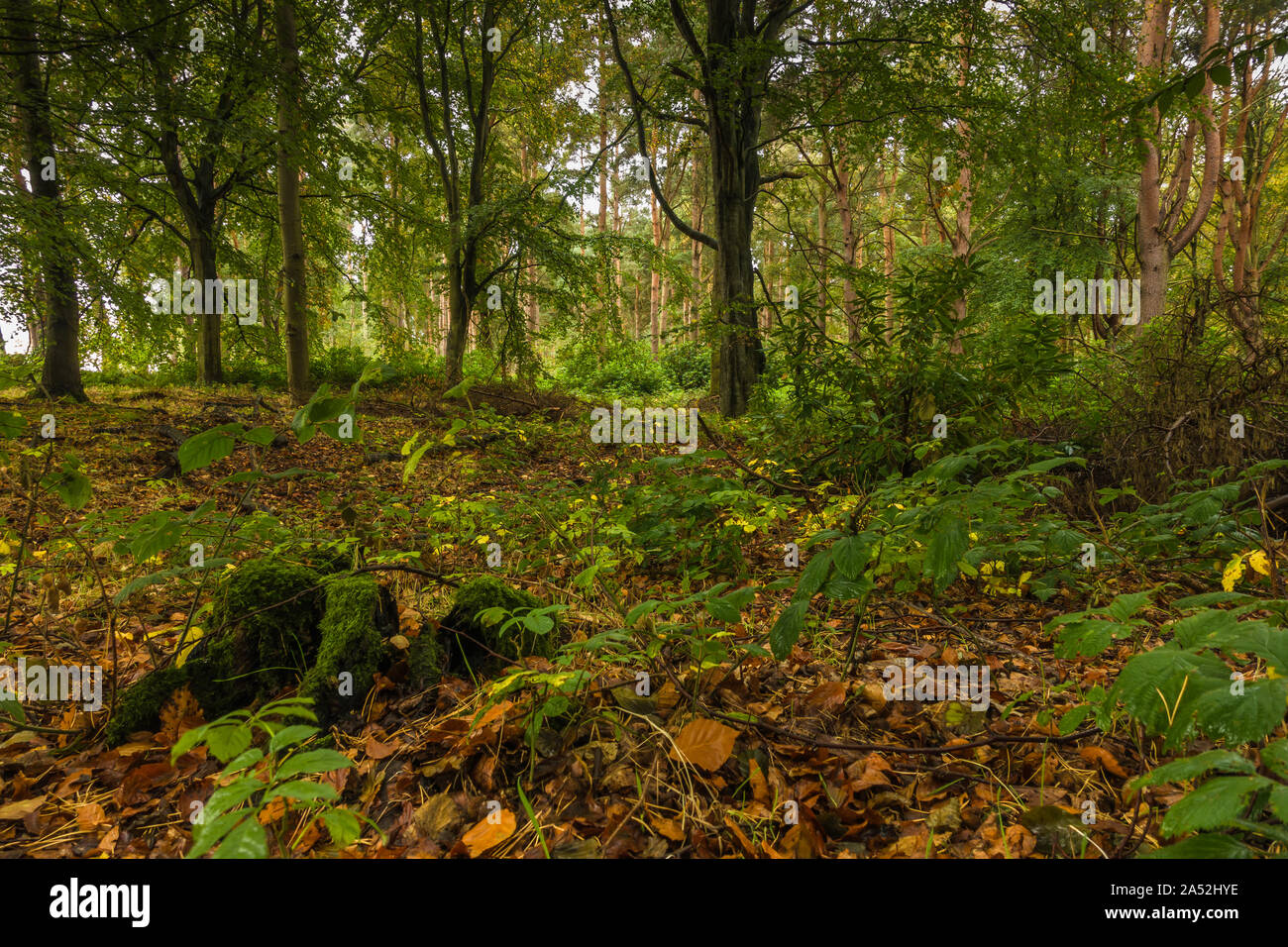 Scotland autumn forrest hi-res stock photography and images - Alamy