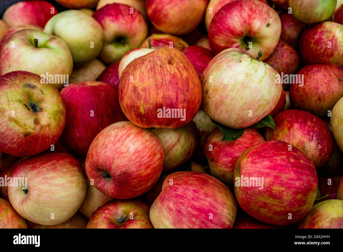 A bin full of unripe apples at a cider mill Stock Photo - Alamy