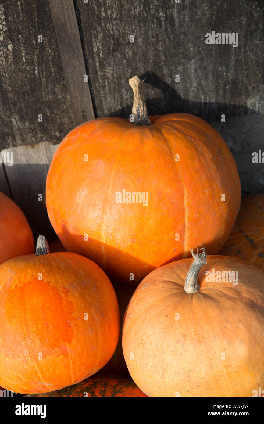 Different size pumpkins hi-res stock photography and images - Alamy