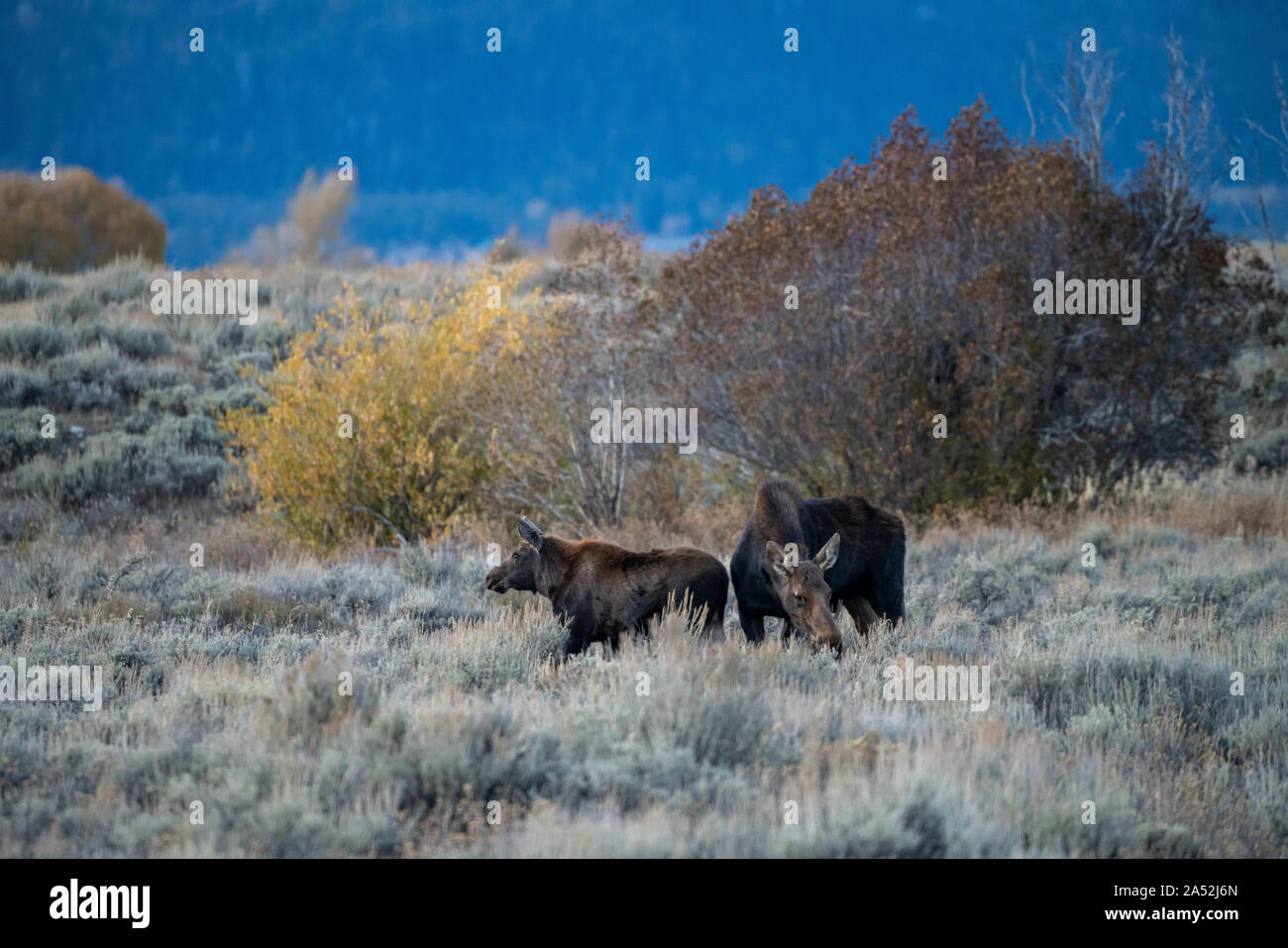 A young moose calf grazes with his mother in sage steppe during autumn ...