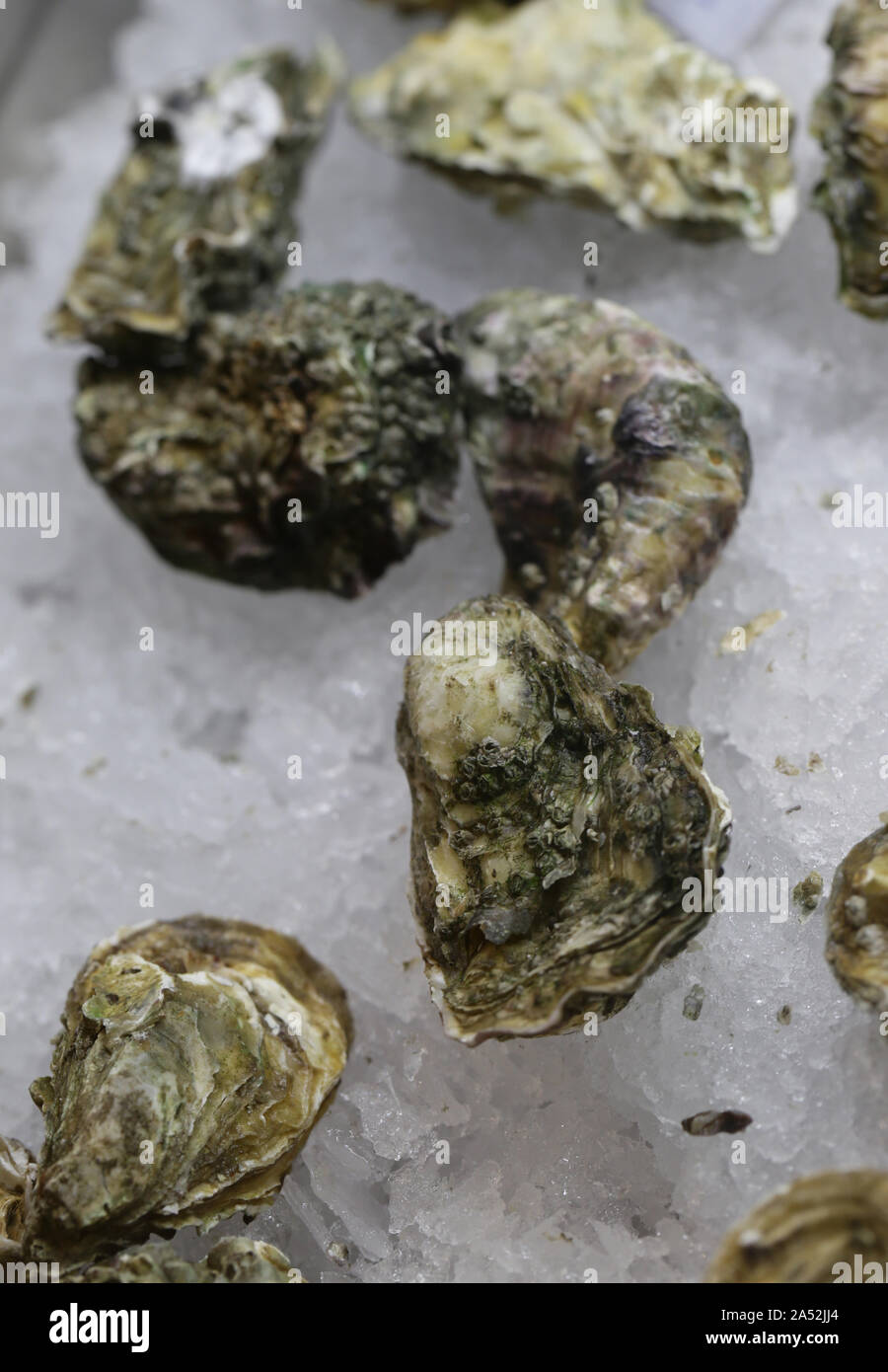 natural fresh organic shell oysters Stock Photo - Alamy