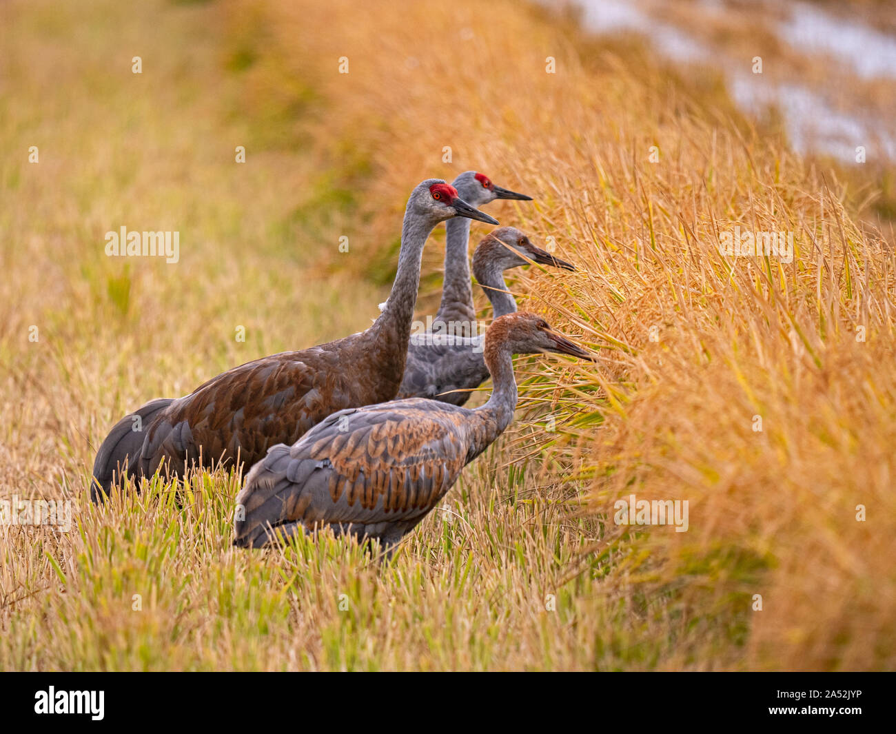 Sandhill Cranes with Juveniles, Woodbridge Ecological Reserve, Lodi ...