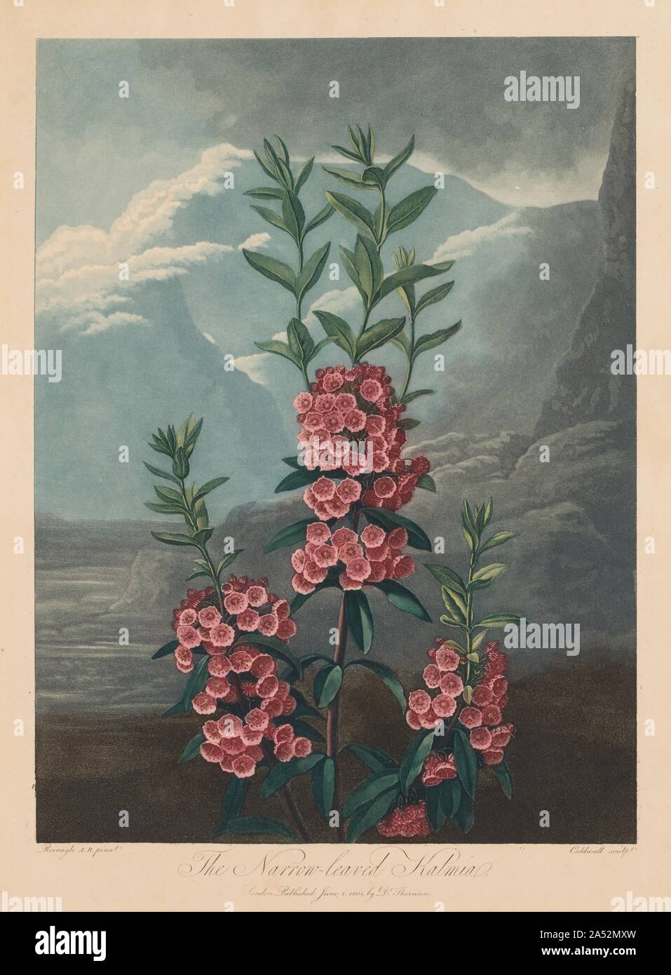 The Temple of Flora, or Garden of Nature: The Narrow-leaved Kalmia ...