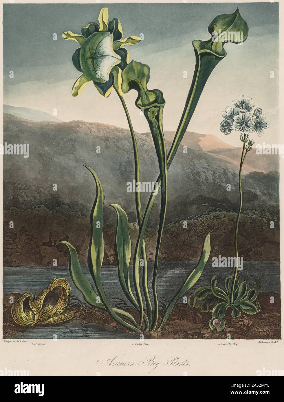 The Temple of the Flora: American Bog Plants Stock Photo - Alamy