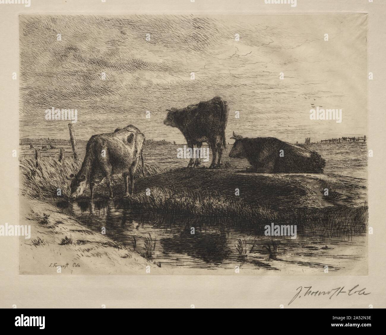 The Three Cows Stock Photo - Alamy