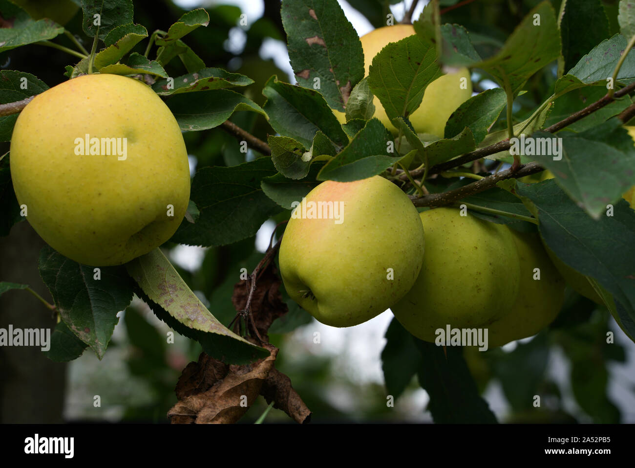 Apple apples apple harvest in South Tyrol Stock Photo - Alamy