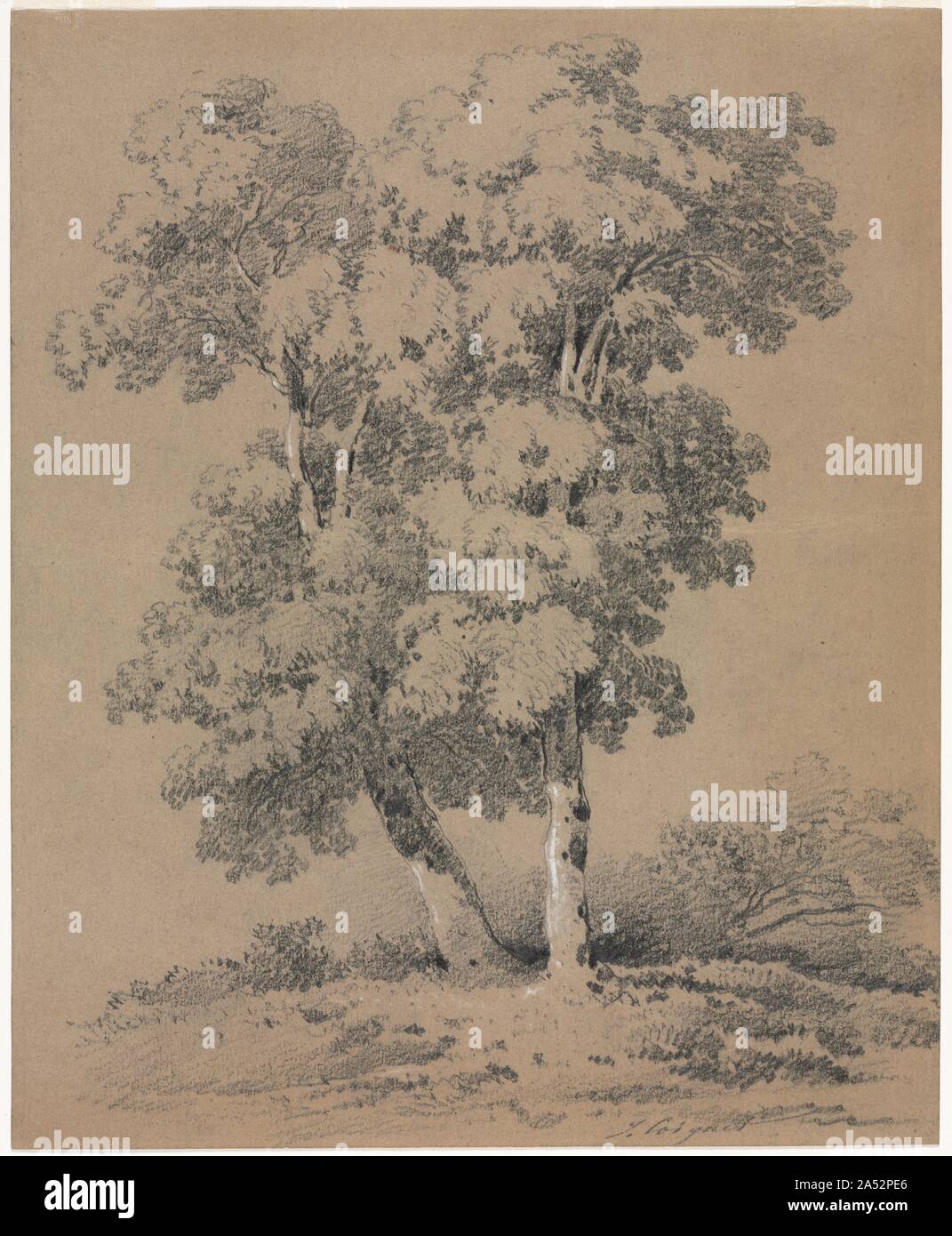 Tree Study, 19th century Stock Photo - Alamy