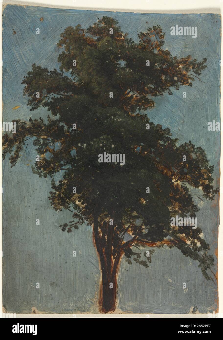 Tree Study, second third 1800s Stock Photo - Alamy