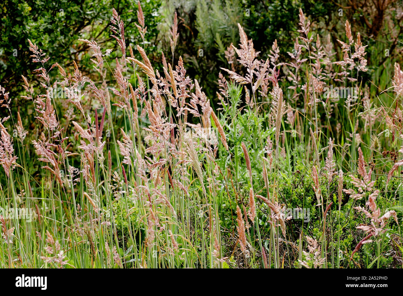 Tall Coastal Reeds and Grasses in a Field at Marin Headlands, Sausalito ...