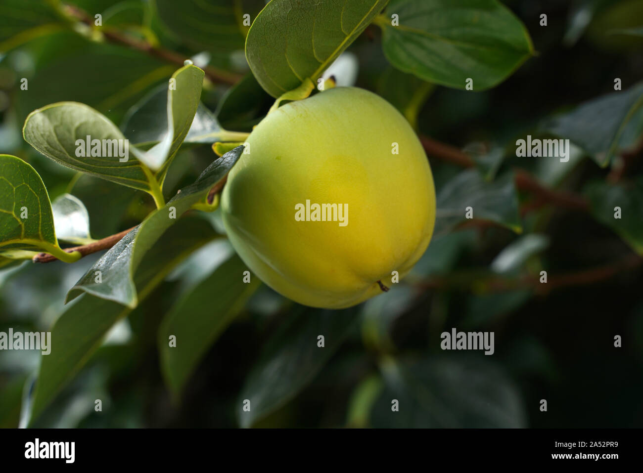Persimmon jelly hi-res stock photography and images - Alamy