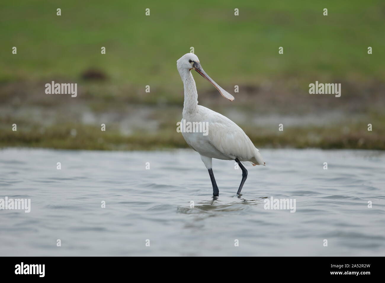 The Eurasian spoonbill, or common spoonbill, is a wading bird of the ...
