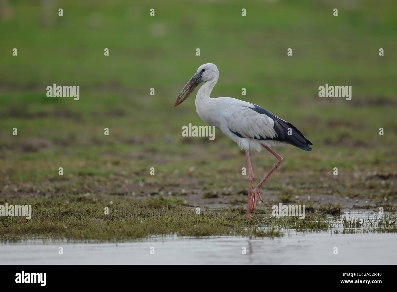 The Asian openbill or Asian openbill stork is a large wading bird in ...