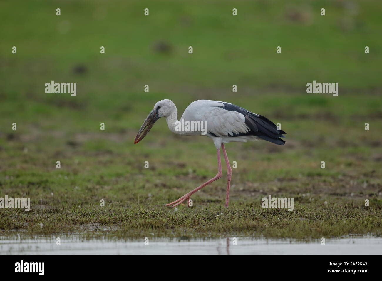 Asian open billed stork hi-res stock photography and images - Alamy