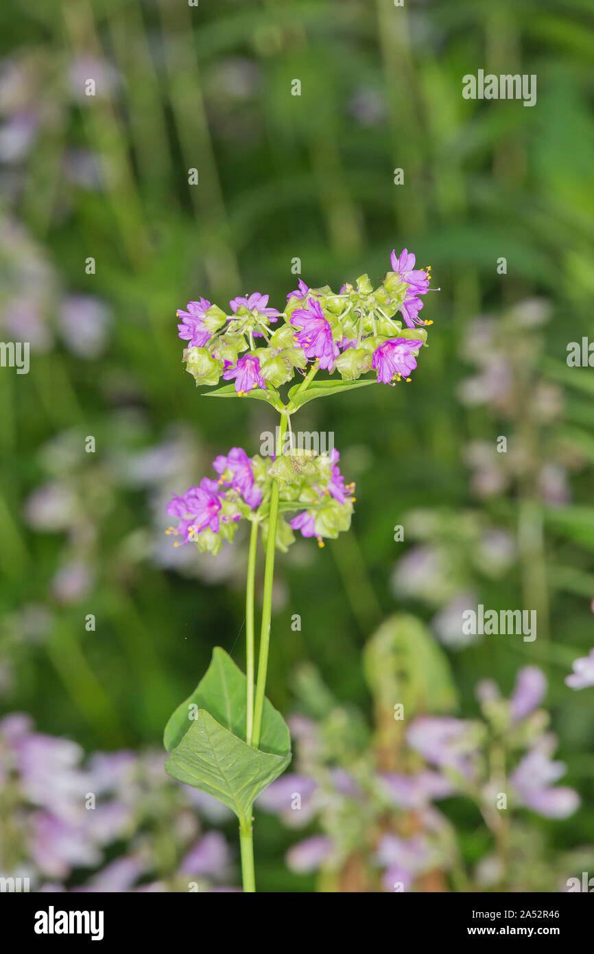 Mirabilis Nyctaginea High Resolution Stock Photography and Images - Alamy