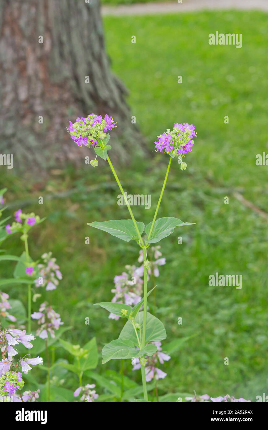 Mirabilis Nyctaginea High Resolution Stock Photography and Images - Alamy
