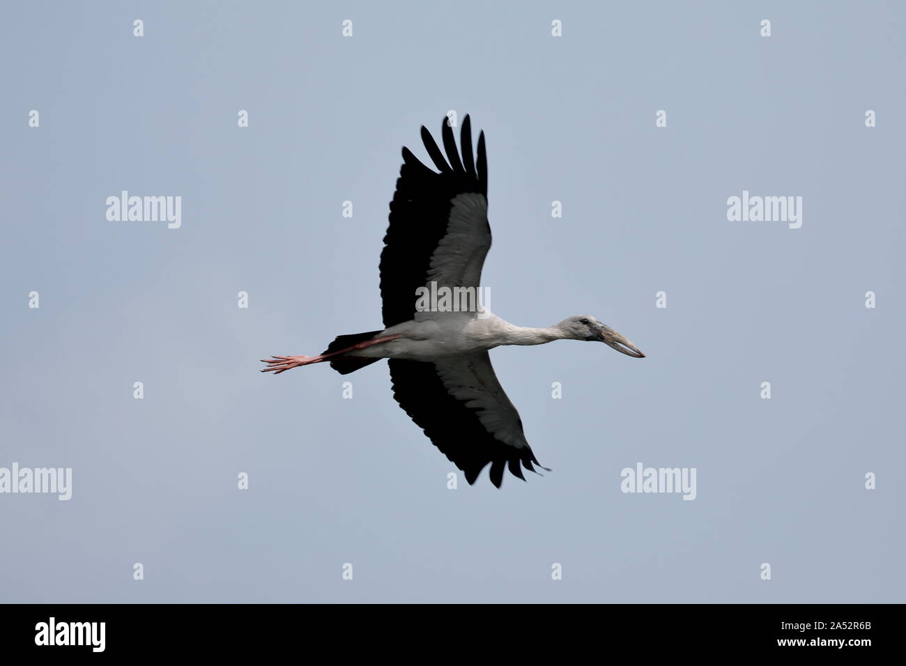 The Asian openbill or Asian openbill stork is a large wading bird in ...
