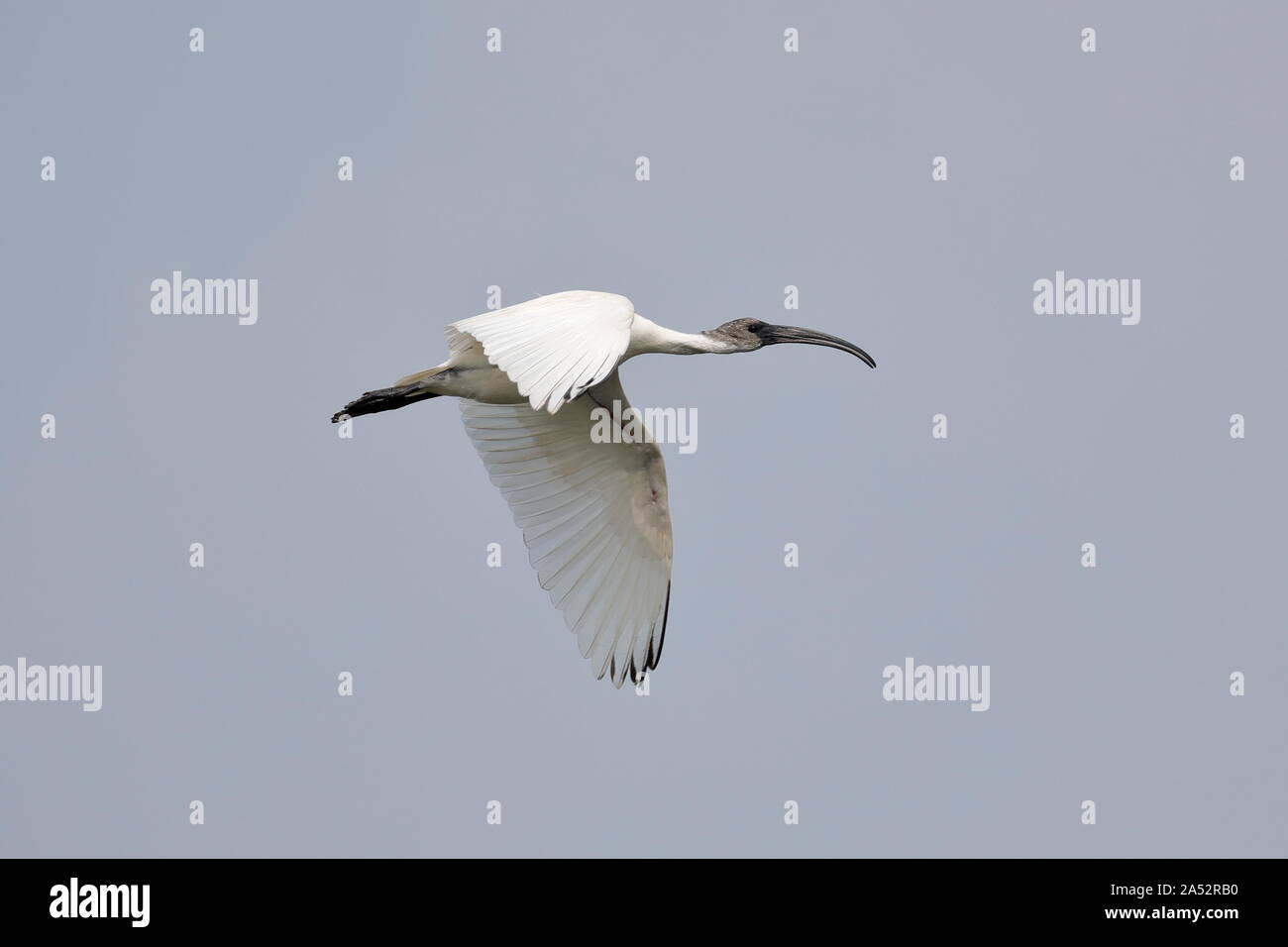 The black-headed ibis, also known as the Oriental white ibis, Indian ...