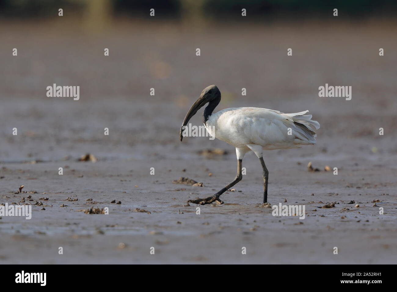 The black-headed ibis, also known as the Oriental white ibis, Indian ...