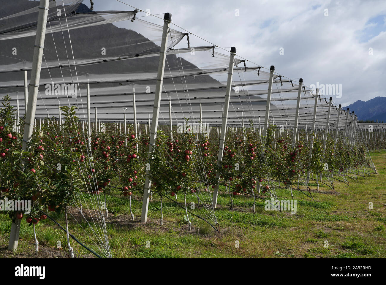 Apple apples apple harvest in South Tyrol Stock Photo - Alamy