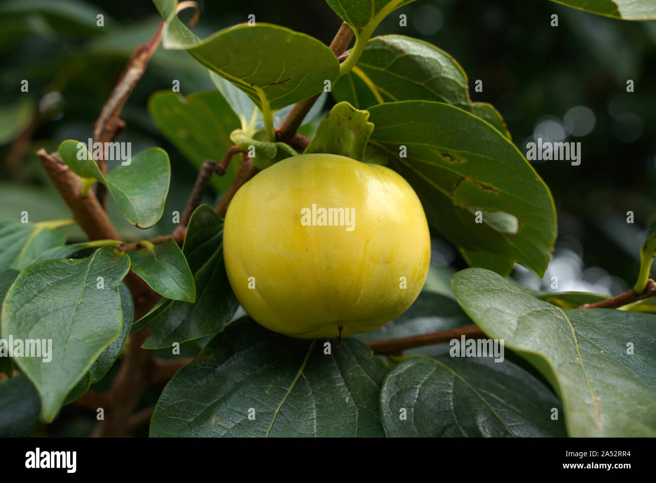 Persimmon jelly hi-res stock photography and images - Alamy