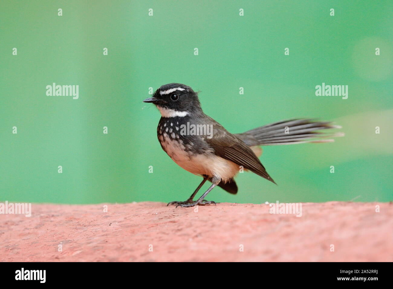 Spot breasted fantail hi-res stock photography and images - Alamy