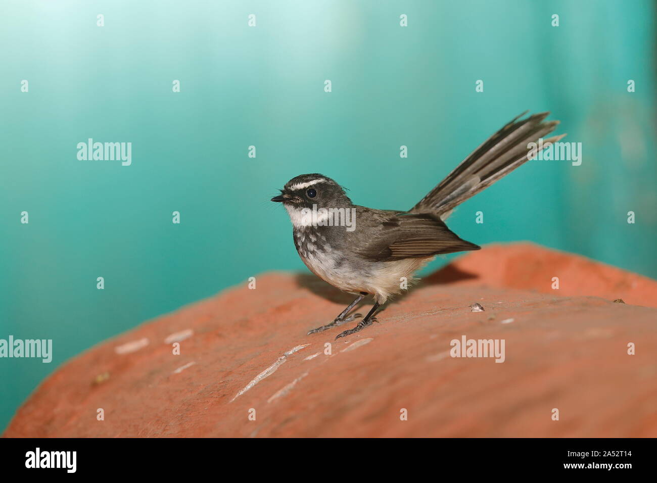 Spot breasted fantail hi-res stock photography and images - Alamy