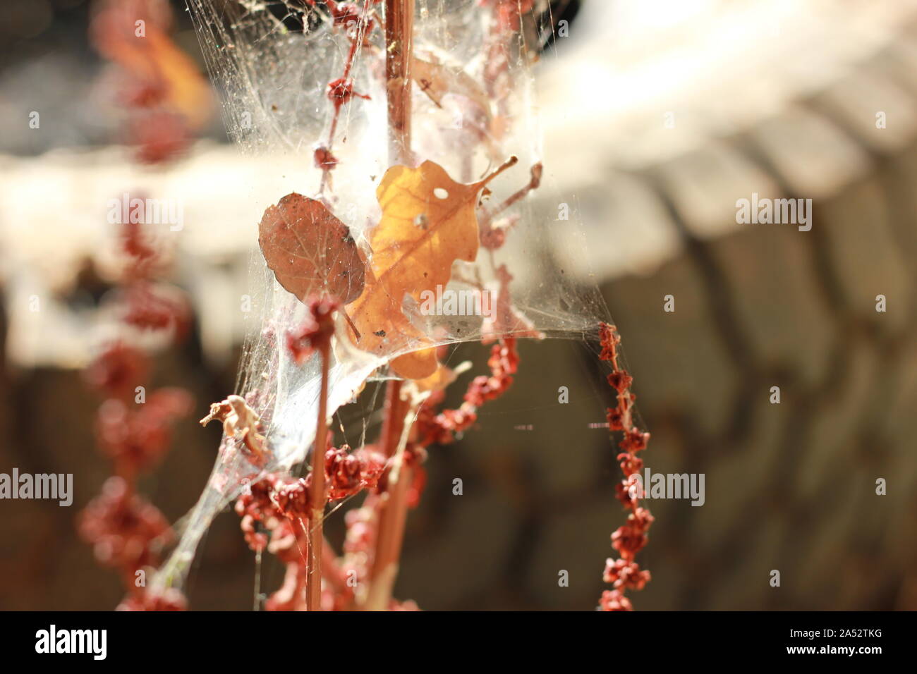 Spider webs entangled in Plant Stock Photo - Alamy