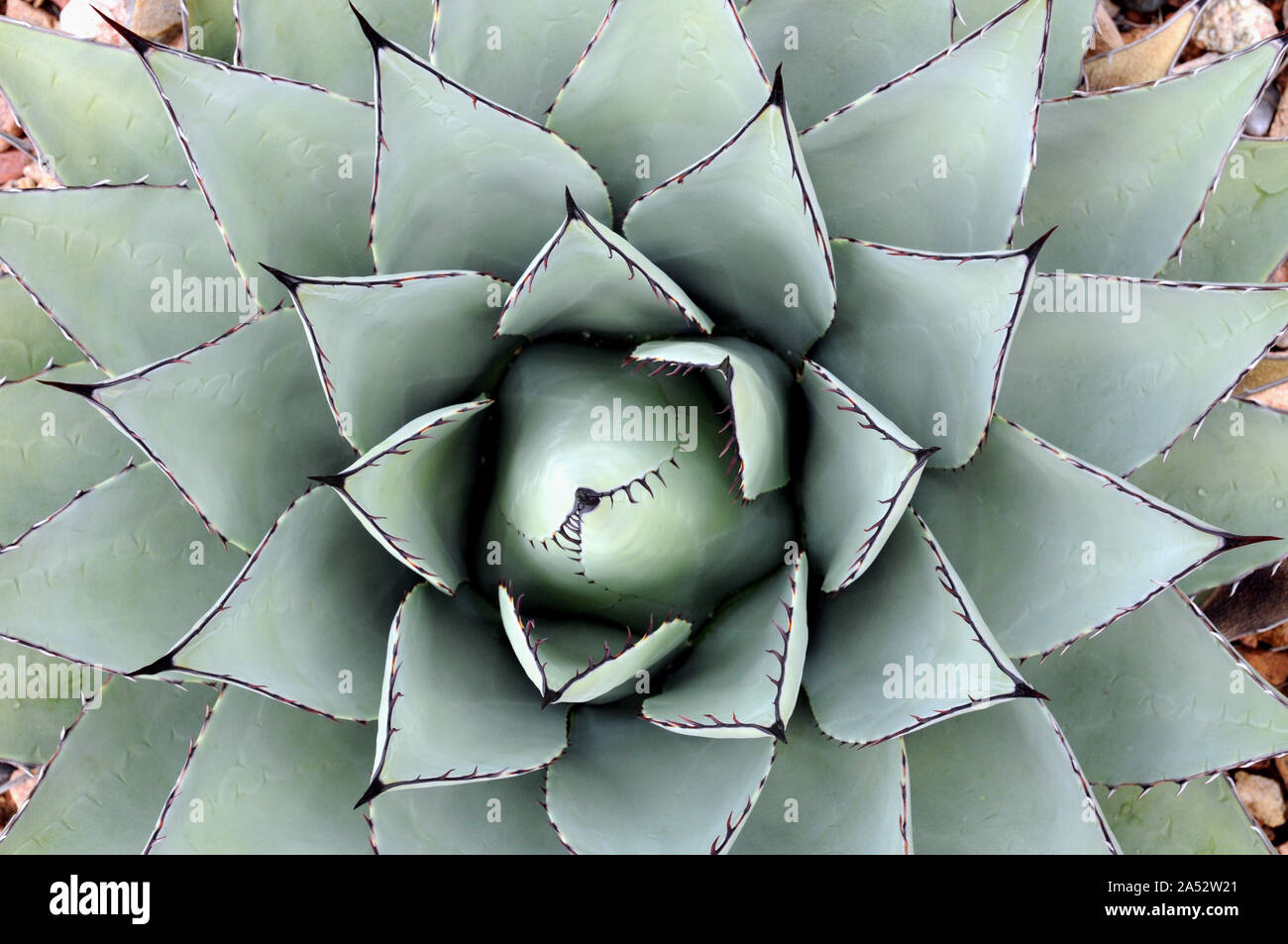 Texas native species garden hi-res stock photography and images - Alamy
