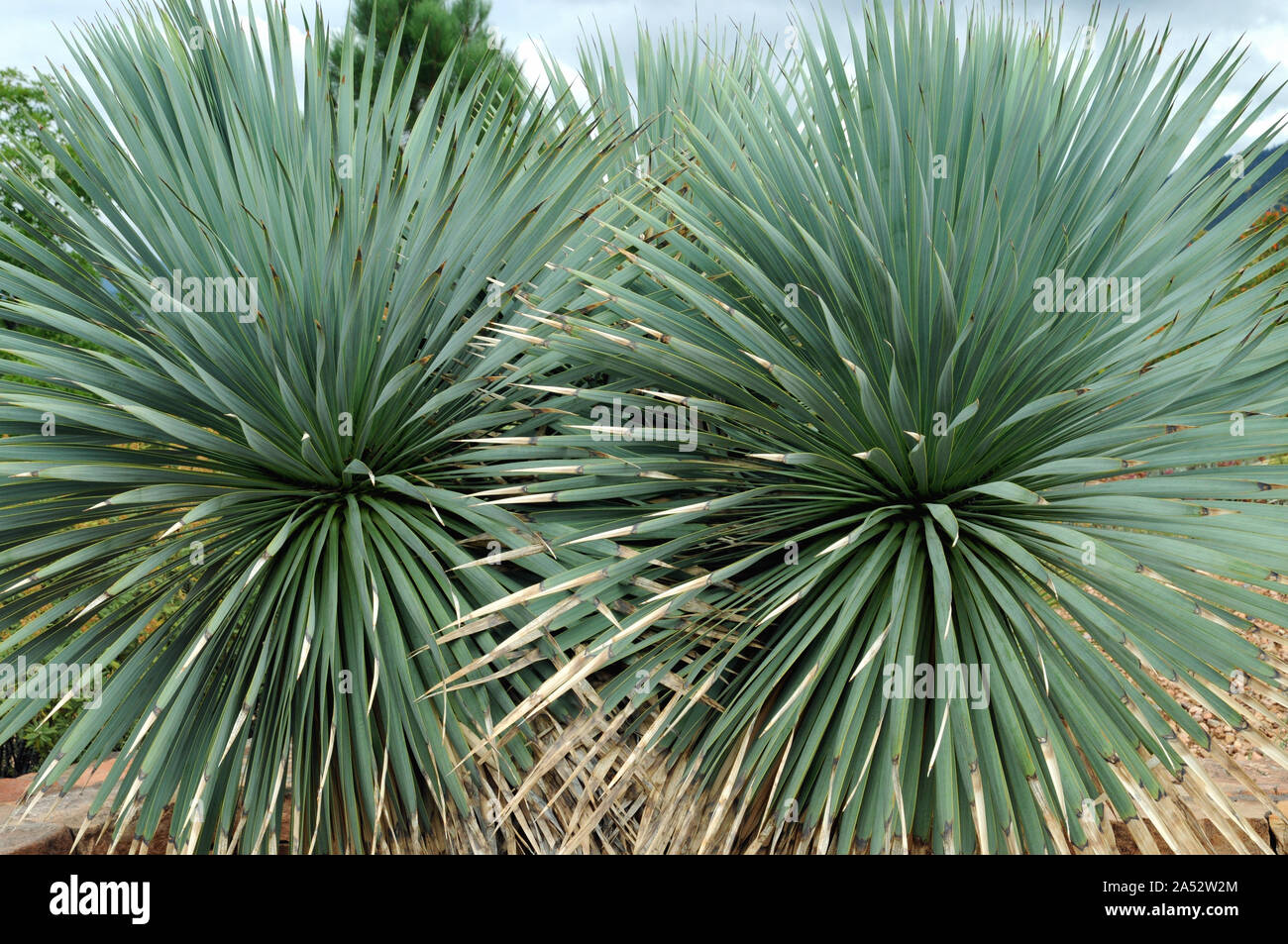 Examples of Beaked Yucca plants (Yucca rostrata) at the Santa Fe ...