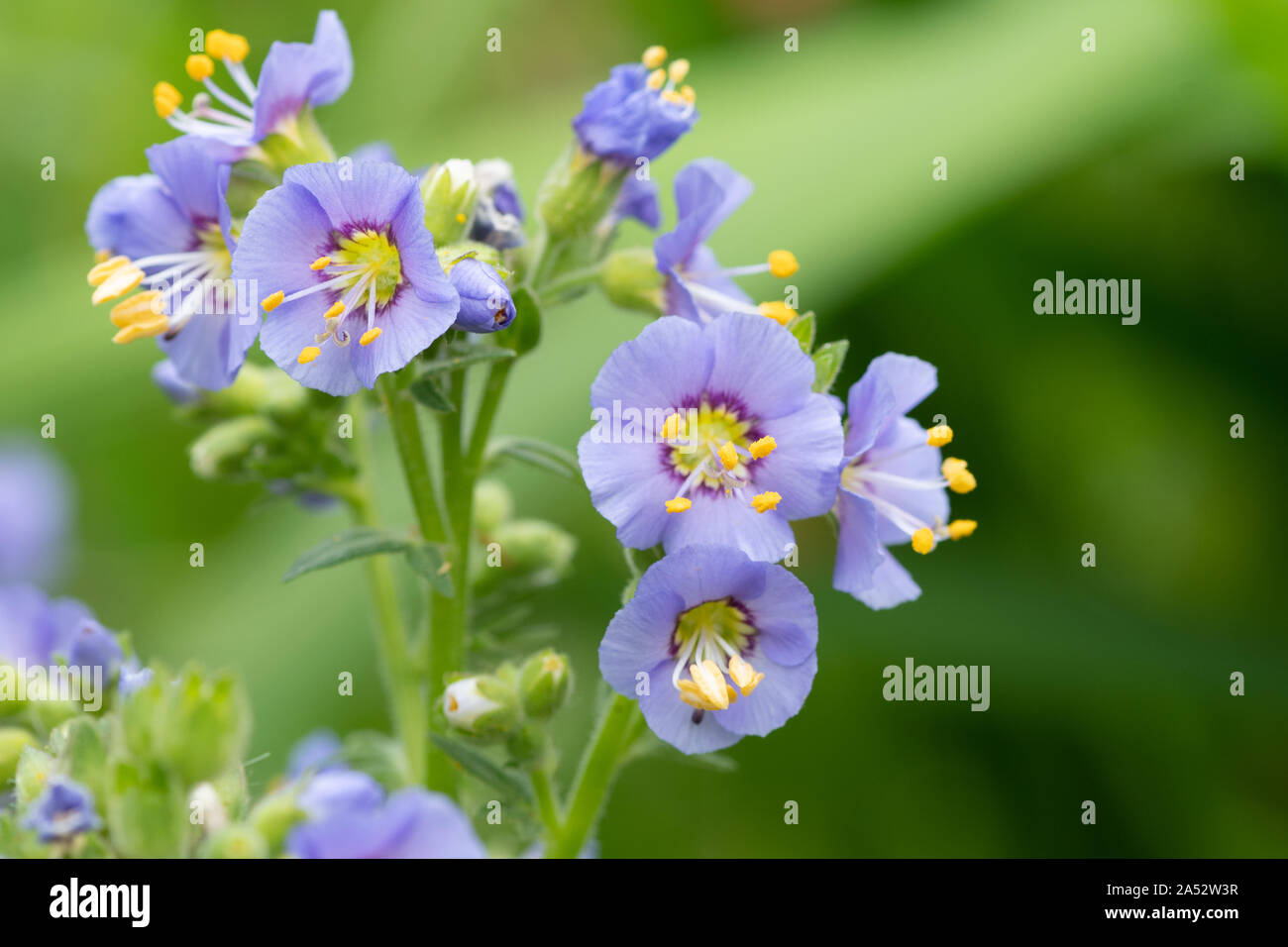 Northern Jacobs ladder (polemonium boreale) flowers in bloom Stock ...